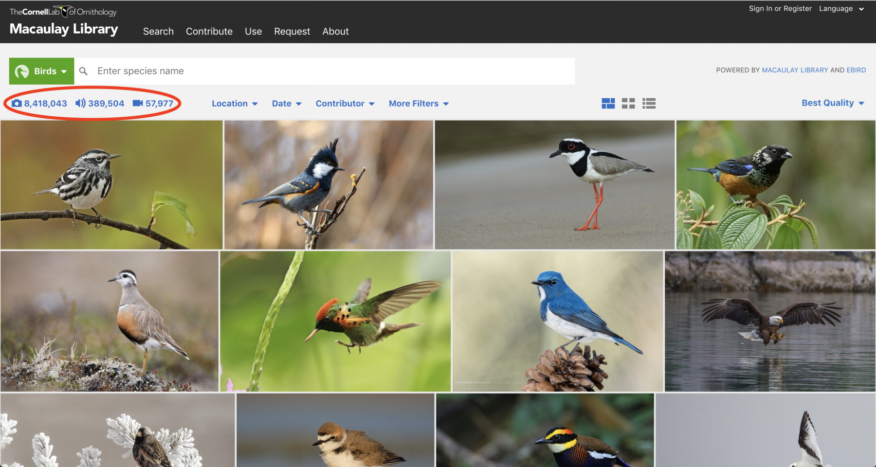 Resources – Macaulay Library
