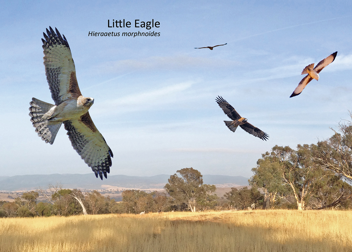 Photos in the archive help build new Australian Birds of Prey book ...