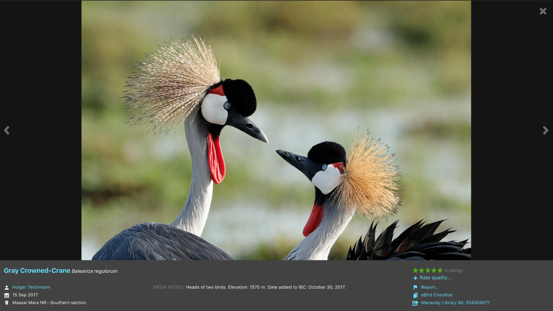 FAQs – Macaulay Library