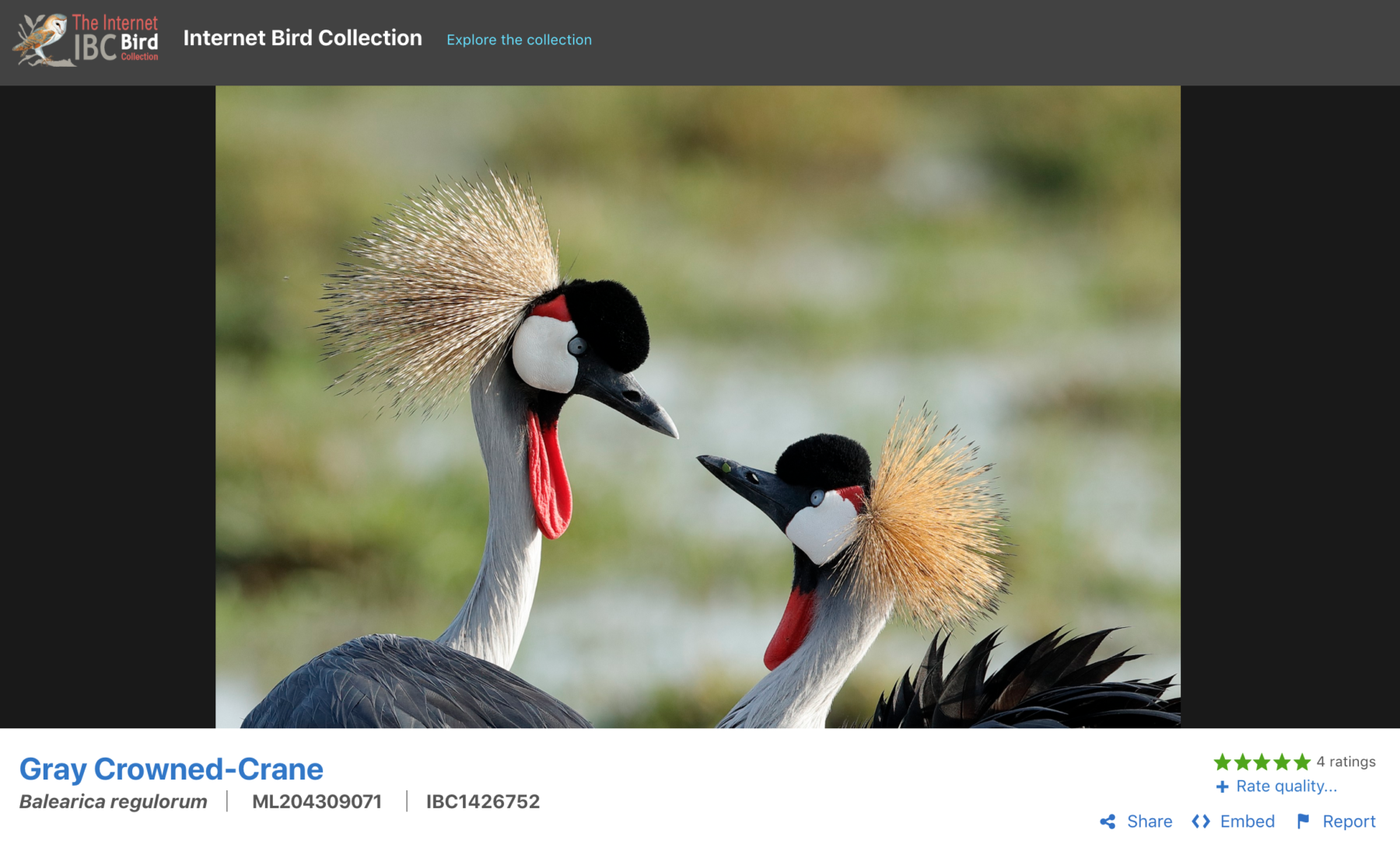 FAQs – Macaulay Library