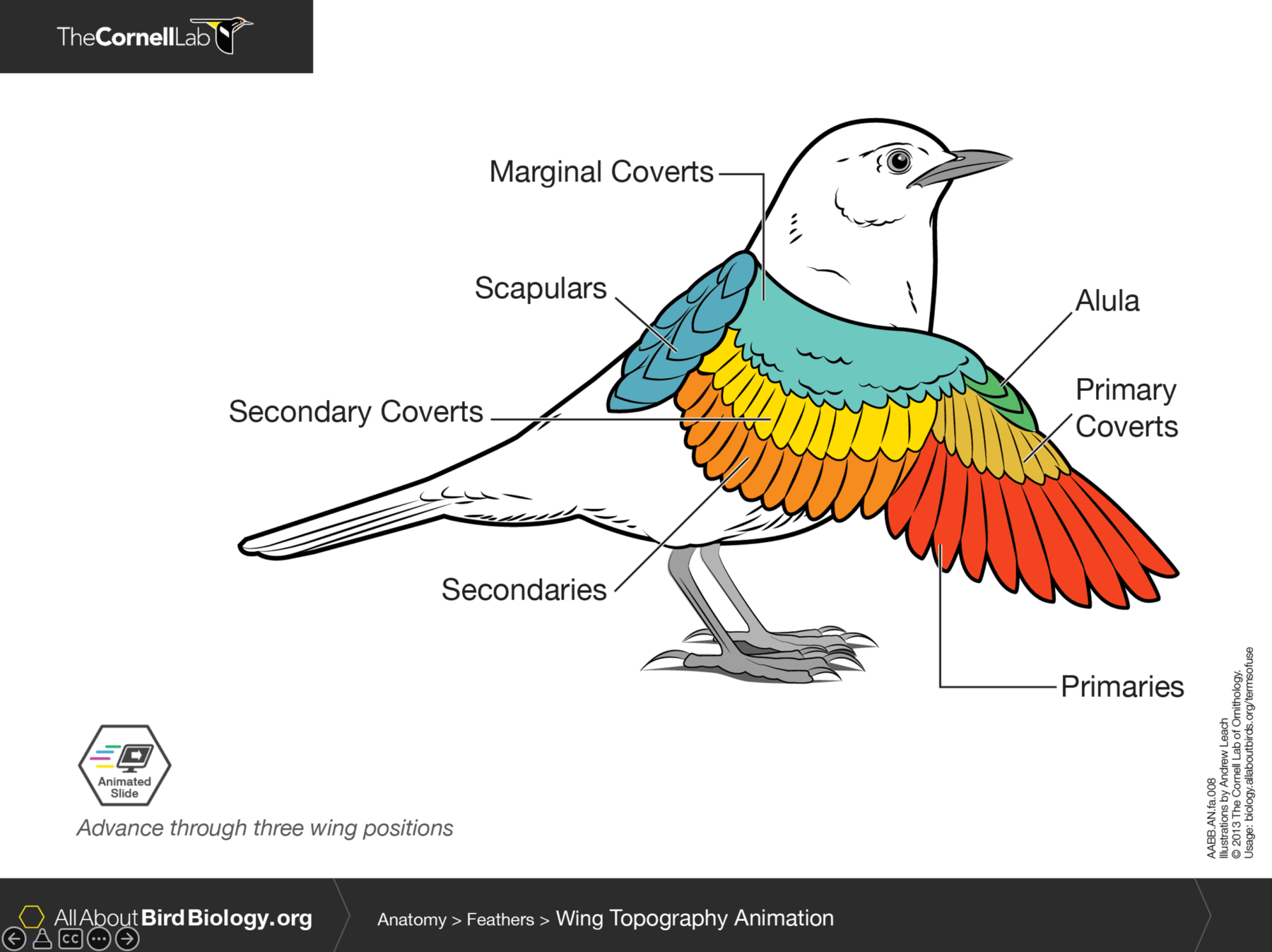 Photos in the Macaulay Library Help Uncover Hummingbird Feather ...